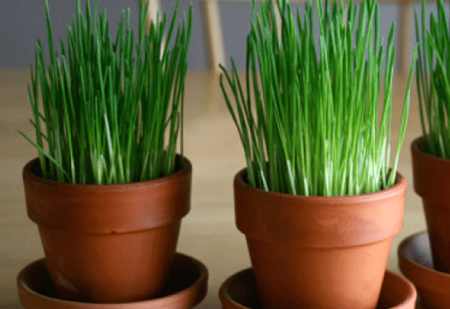 Luca napjának növényei - Agrotrend