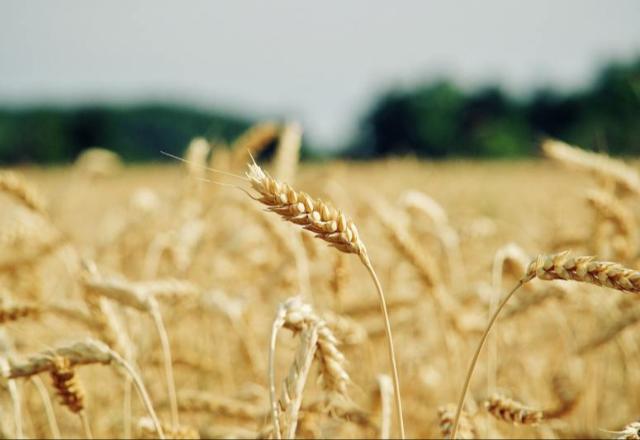A búza várható termésmennyisége az EU-ban - Agrotrend