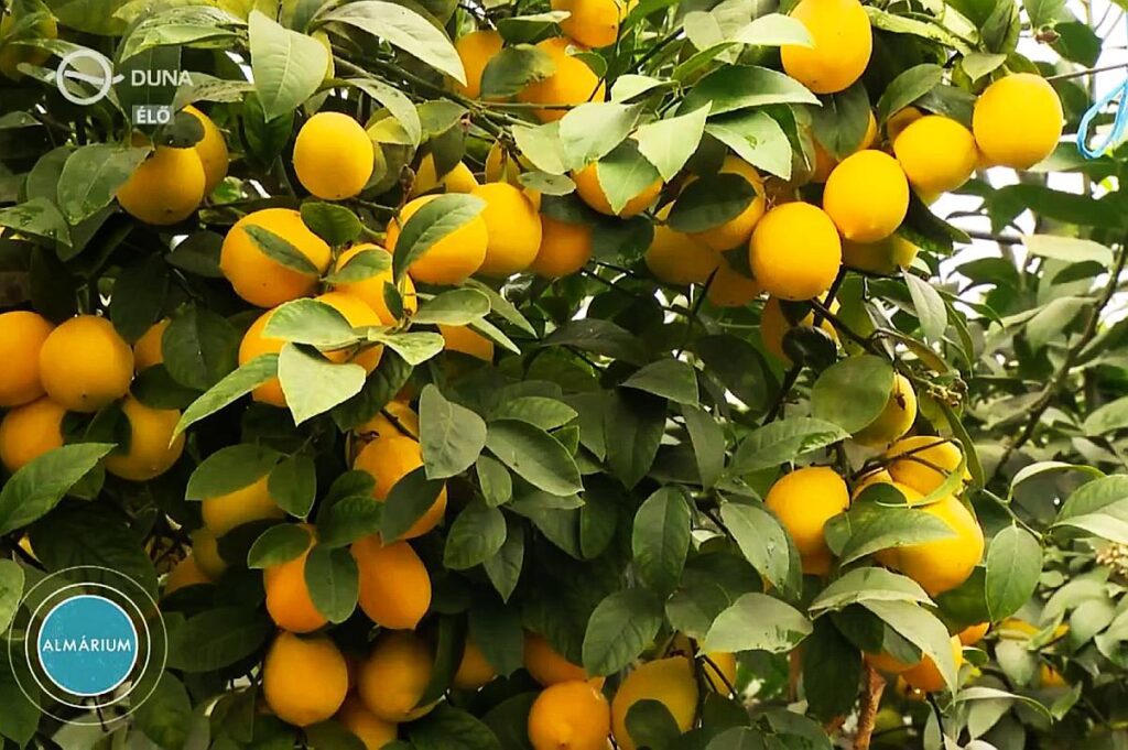 Önök tudták, hogy Magyarországon is megterem a citrom? - Agrotrend