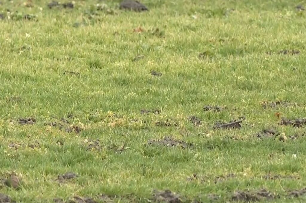 Nébih: már most érdemes védekezni a mezei pocok ellen - Agrotrend